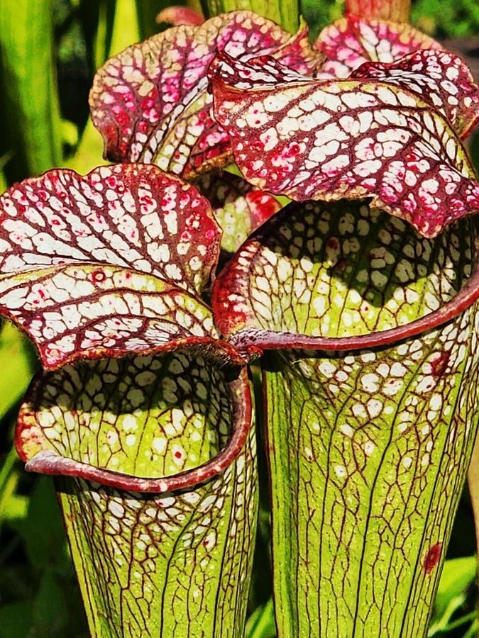 Pitcher Plant Nature Art Abstract Flytrap Stock Photo - Image of ...