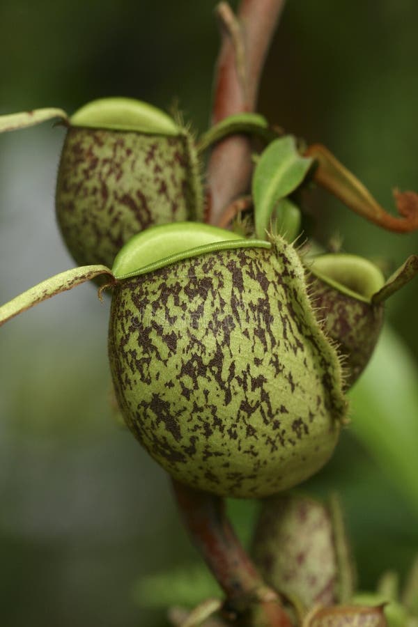 Pitcher Plant stock image. Image of nature, jungle, wild - 40854643