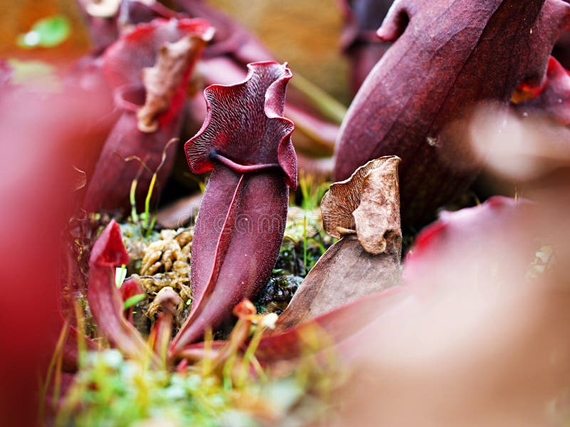 Pitcher Plant ,Pitfall Traps-a Prey-trapping ,Carnivorous Plants Stock ...