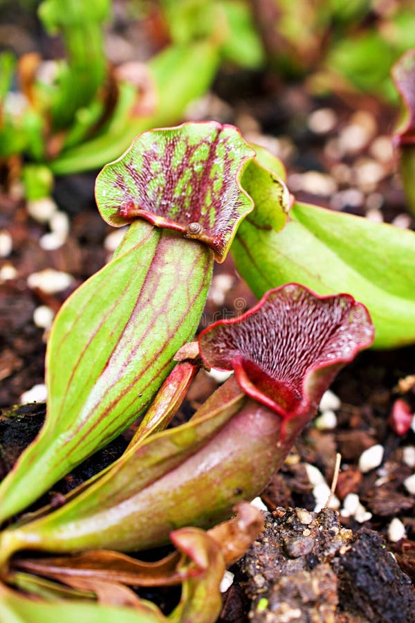 Pitcher Plant ,Pitfall Traps-a Prey-trapping ,Carnivorous Plants with ...