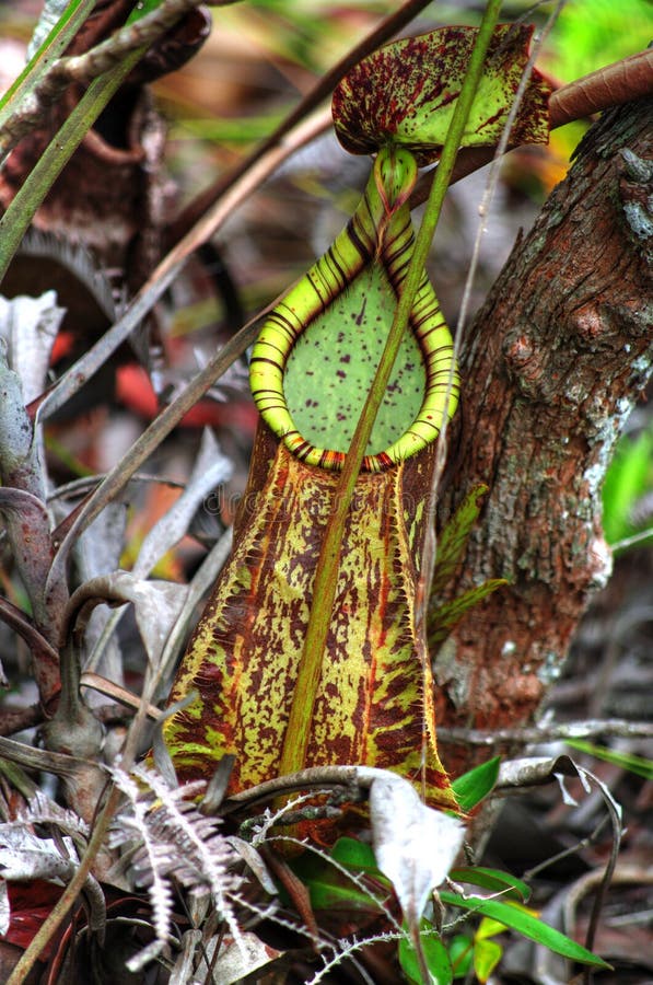 Pitcher Plant in Rain Forest Stock Photo - Image of closeup, beautiful ...