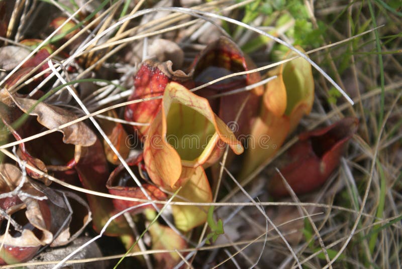 A Pitcher Plant on Newfoundland, Canada Stock Image - Image of area ...