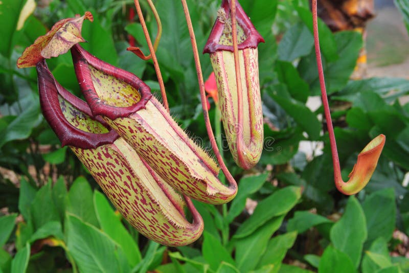 Green Pitcher Plant (Sarracenia) Stock Image - Image of details ...