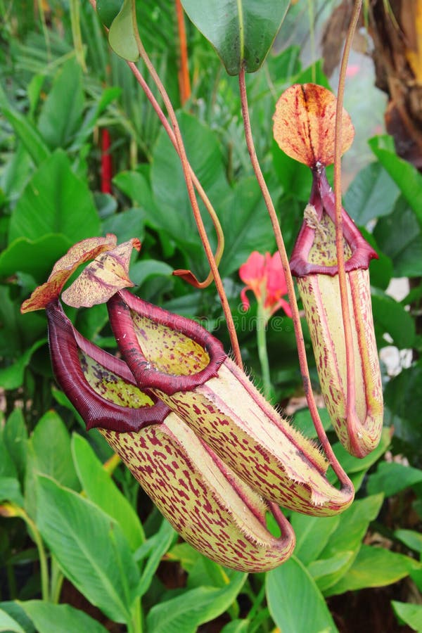 A Purple Pitcher Plant Flower Stock Photo - Image of botany ...