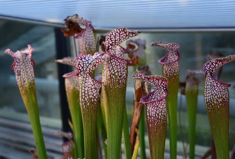 Pitcher Plants in a Greenhouse. Stock Illustration - Illustration of ...