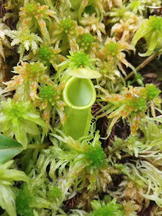 Pitcher Plants that Grow among Moss Bushes. Stock Photo - Image of grow ...