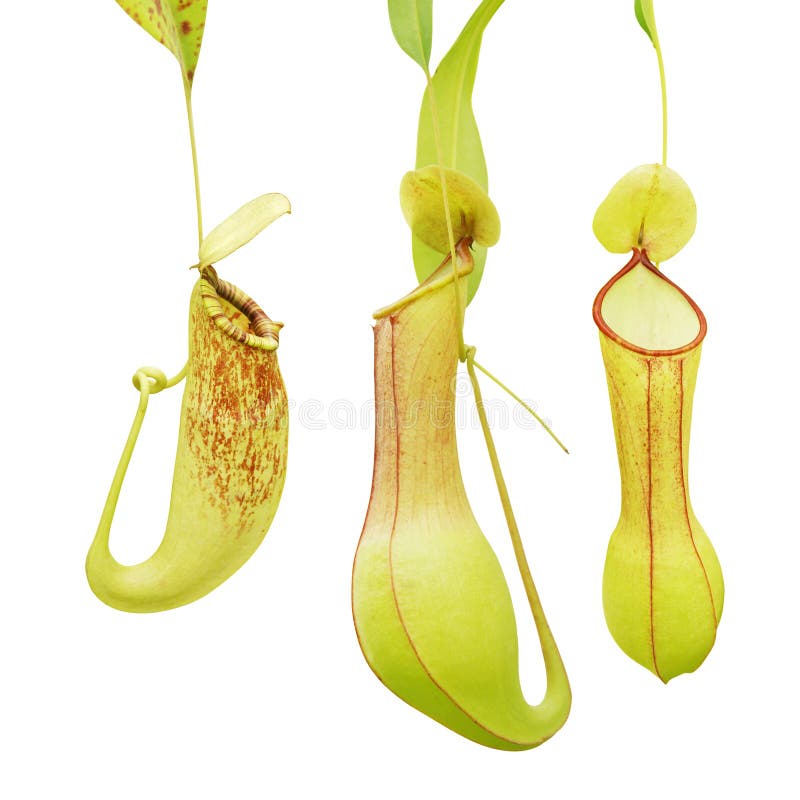 Pitcher plants stock photo. Image of leaves, purple, stalk - 23026062