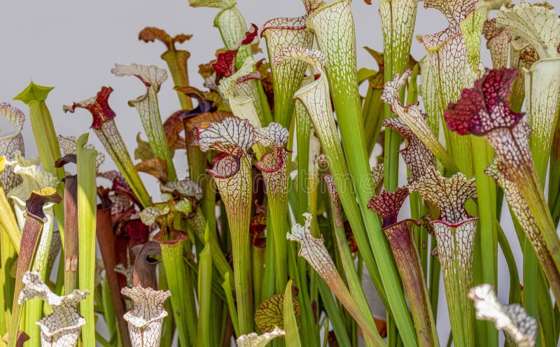 Pitcher Plants stock photo. Image of sarracenia, plant - 256652384