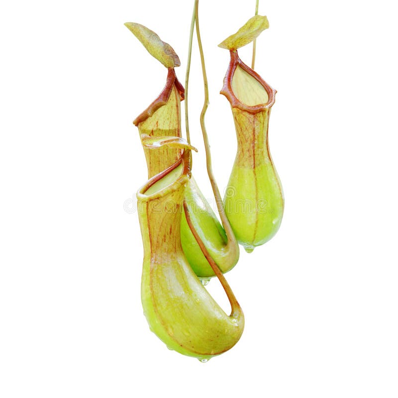 Pitcher Plants, Nepenthes Isolated on White Background Stock Image ...