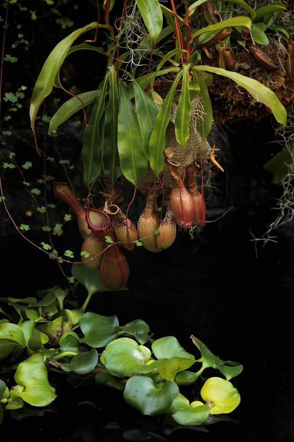 Pitcher and Pond stock image. Image of water, shrubs - 36662093