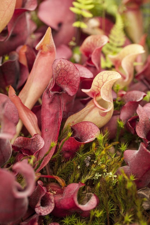 Pitcher Plants (Sarraceniaceae) Stock Image - Image of plant, insect ...
