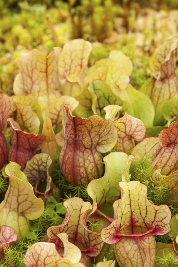 Pitcher Plants (Sarraceniaceae) Stock Image - Image of plant, insect ...