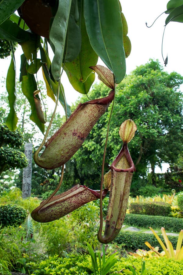 Pitcher plants stock image. Image of forest, botanical - 67474219