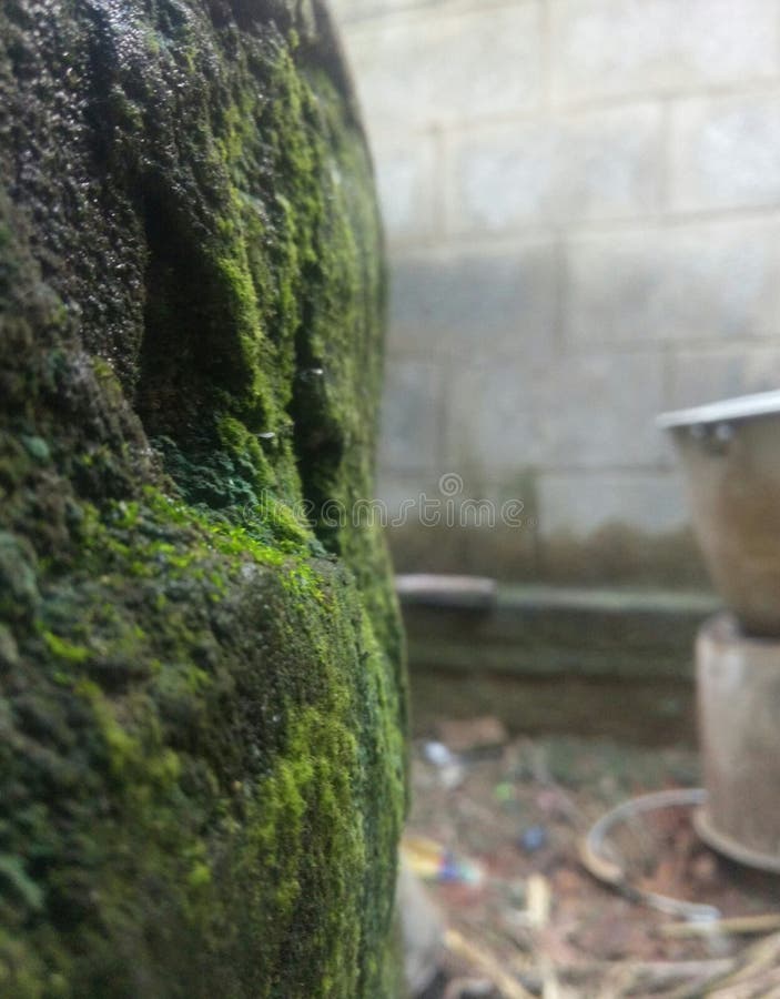 Pitcher of water rock stock photo. Image of pitcher - 135266294