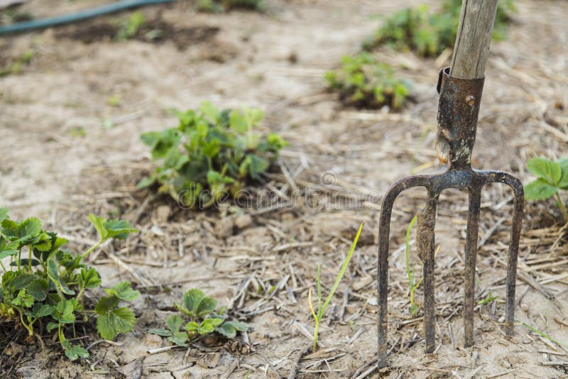 Closeup of Pitchfork Laying in Dirt with Green Grass in Early Spring ...