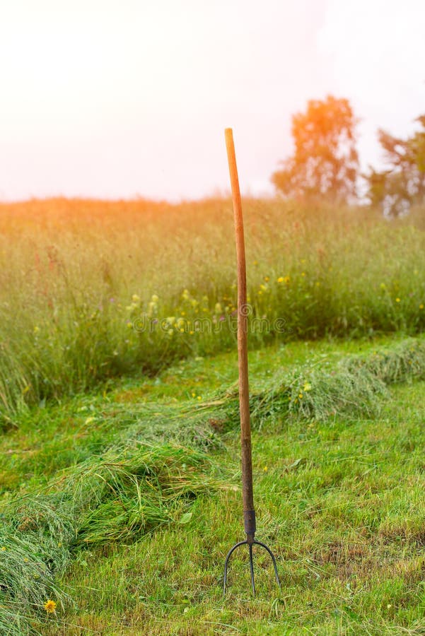 Pitchfork Hay Planted in the Meadow Stock Photo - Image of crop ...
