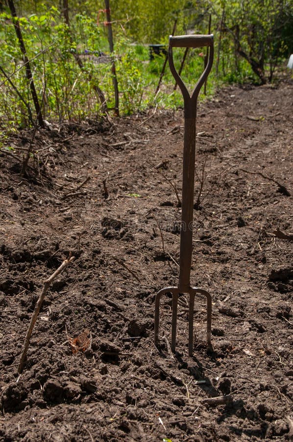 A Pitchfork Stuck in the Dirt Stock Image - Image of outdoors, earth ...