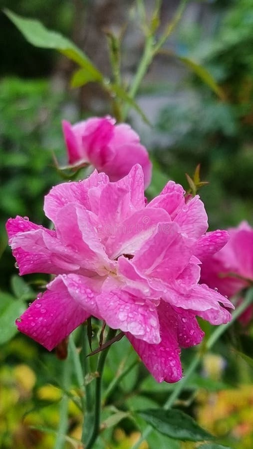 Pitcure of Roses, Red Flower without Dew Stock Photo - Image of plant ...