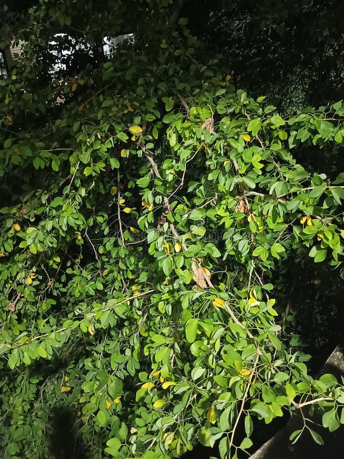 Pithecellobium Dulce, Commonly Known As Manila Tamarind Stock Image ...