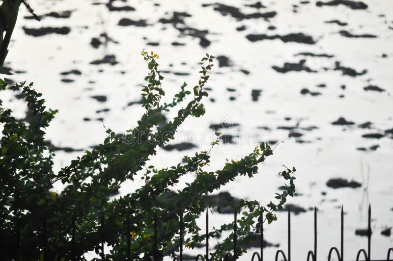 Pithecellobium Dulce or Kikar is a Species of Flowering Plant in the ...