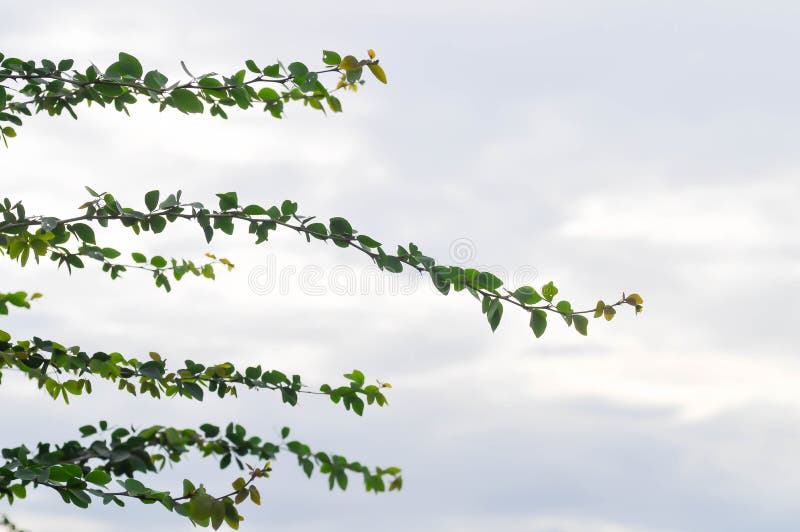 Pithecellobium Dulce or Kikar is a Species of Flowering Plant in the ...