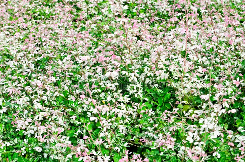 Pithecellobium dulce stock photo. Image of color, limb - 32692614