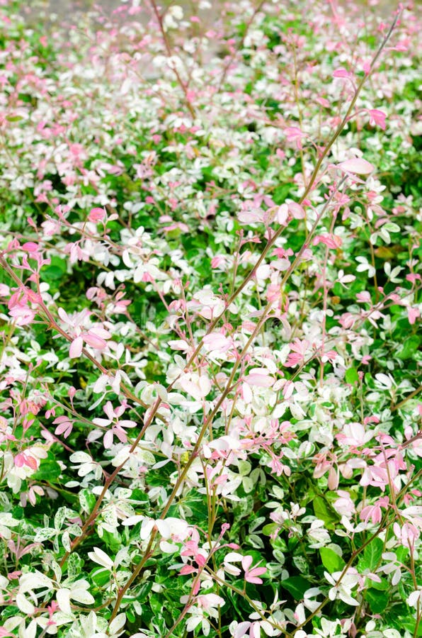 Pithecellobium Dulce Jungle Jalebi Manila Tamarind Ripe Fruits Stock ...