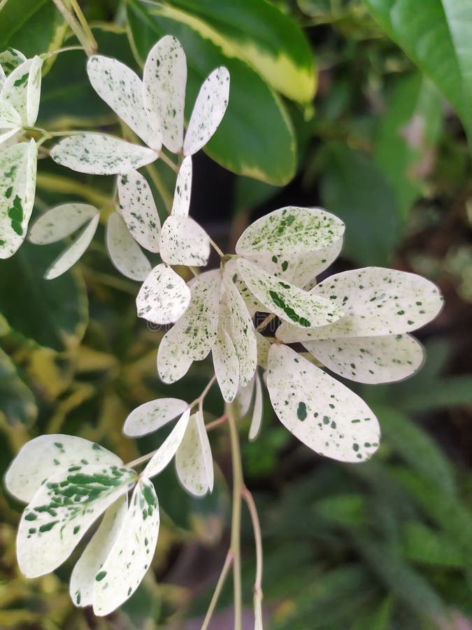 180 Beautiful Pithecellobium Dulce Stock Photos - Free & Royalty-Free ...