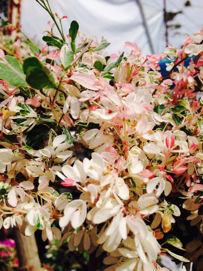 146 Pithecellobium Leaves Stock Photos - Free & Royalty-Free Stock ...