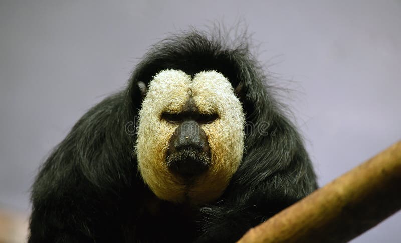 Pithecia pithecia stock image. Image of rainforest, mammal - 68397943