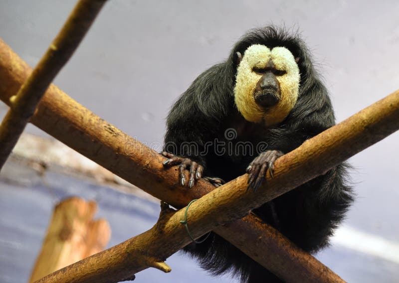 Pithecia pithecia stock image. Image of male, face, wildlife - 68398059