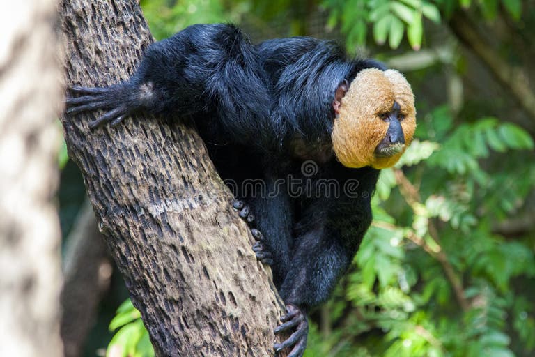Pitheciidae, White-faced Saki Stock Photo - Image of pitheciidae ...