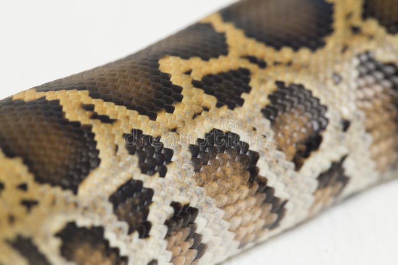 Pithon Python Python Molurus Bivittatus Aislado Sobre Fondo Blanco ...