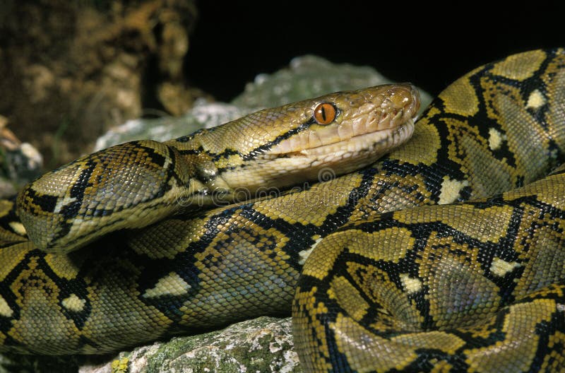 PITHON RETICULE Python Reticulatus Imagen de archivo - Imagen de ...