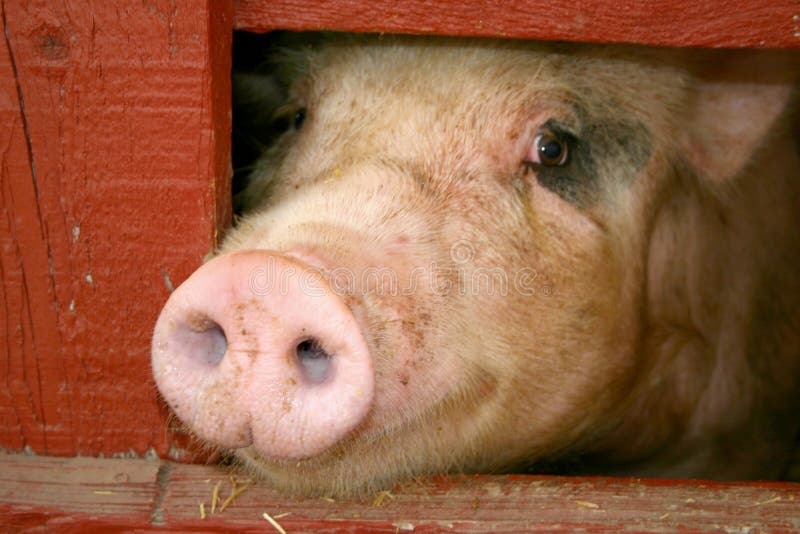 Pitiful stock photo. Image of depressed, farm, pork, agriculture - 539226