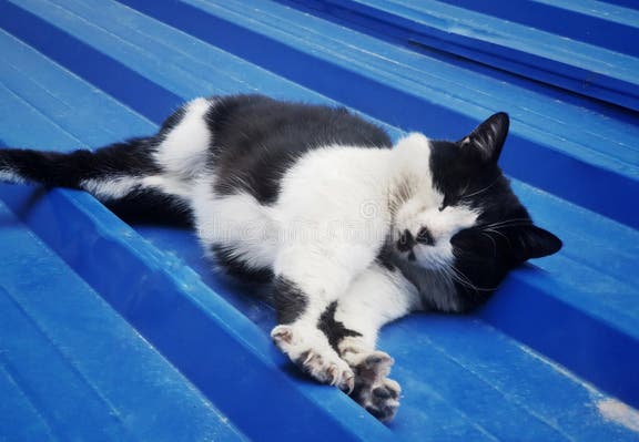 Pitiful cat stock photo. Image of grassland, outdoor - 311613558