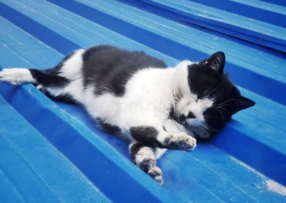 Pitiful cat stock photo. Image of lame, domestic, hurt - 311613572