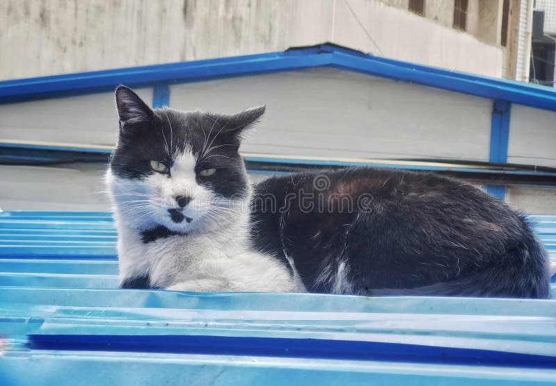 Pitiful cat stock photo. Image of small, poor, hurt - 311616370