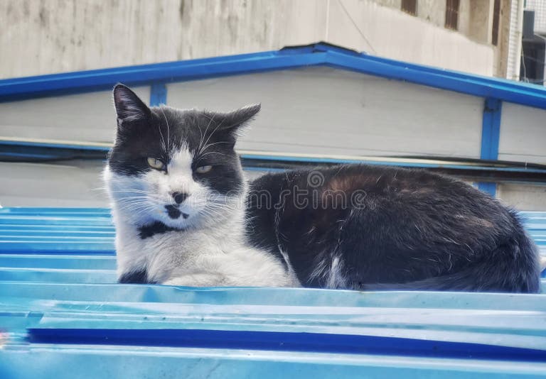 Pitiful cat stock photo. Image of small, poor, hurt - 311616370