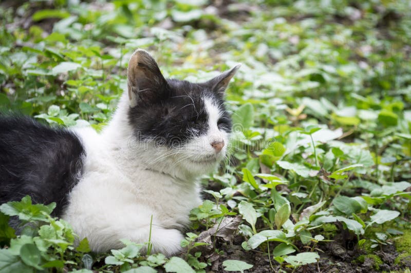 Pitiful cat stock photo. Image of animal, cute, hurt - 102557360