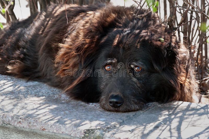 Pitiful Sad Free Ranging Dog Stock Photo - Image of building, beggar ...