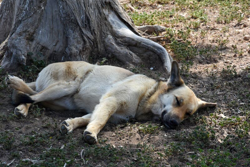 Portrait of a Pitiful Sad and Dirty Stray Dog Stock Photo - Image of ...