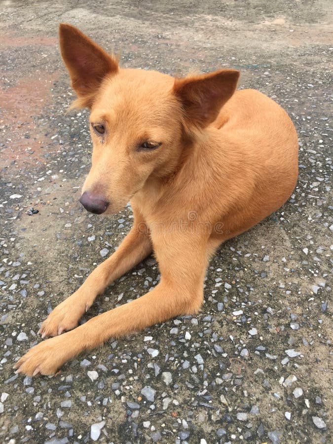 Stray dog in Thailand stock image. Image of animal, concrete - 148671297