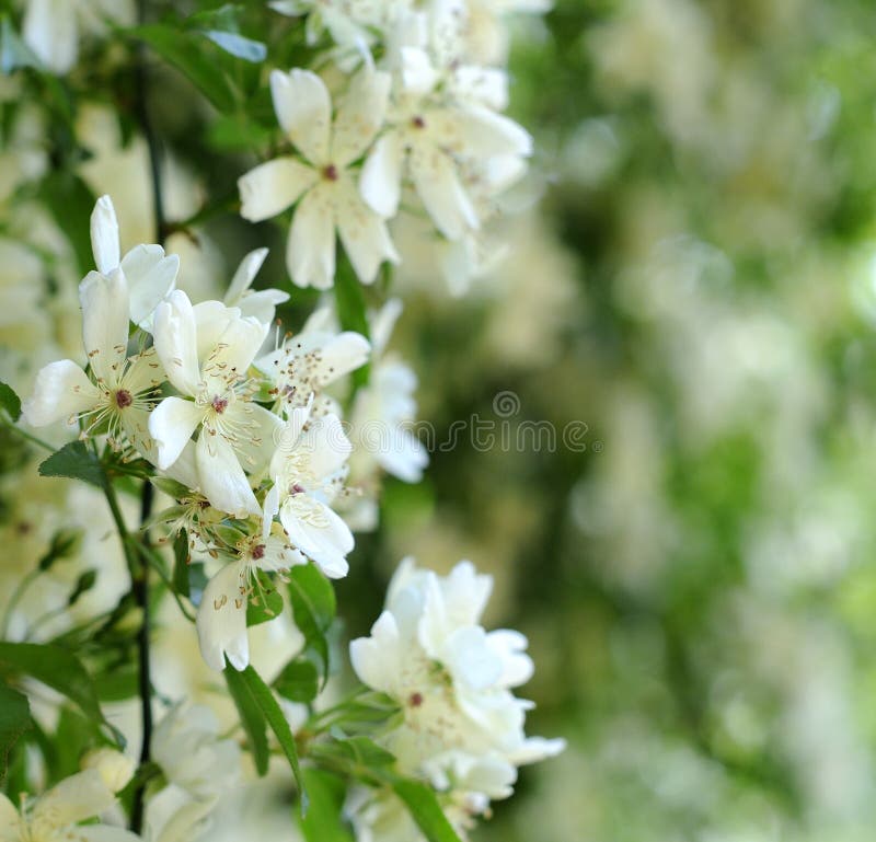 PITIMINI ROSES stock image. Image of beauty, roses, white - 65382103