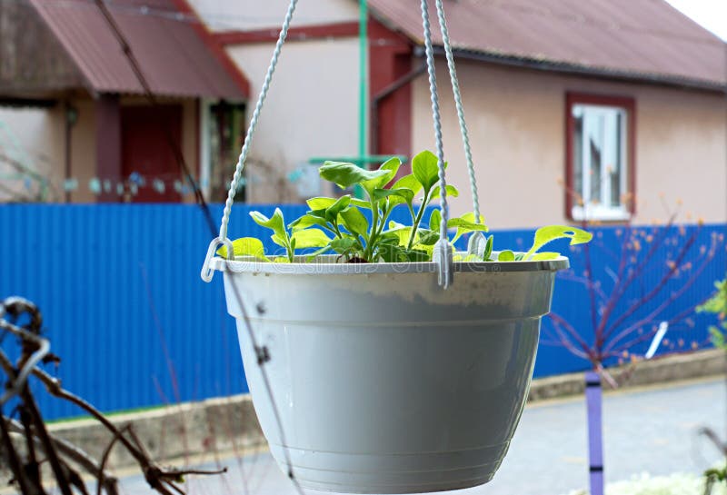 Pitinia Stock Photos - Free & Royalty-Free Stock Photos from Dreamstime