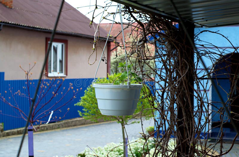 Pitinia Grows in a White Pot on a Pod. Stock Image - Image of pitinia ...