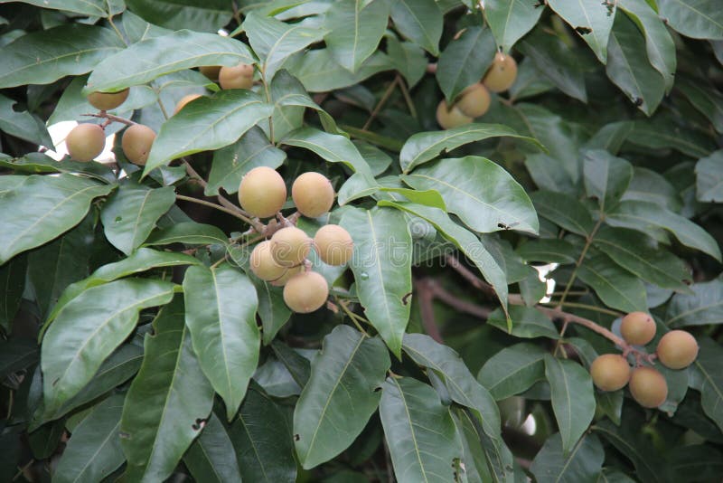 Pitombeira Stock Photos - Free & Royalty-Free Stock Photos from Dreamstime