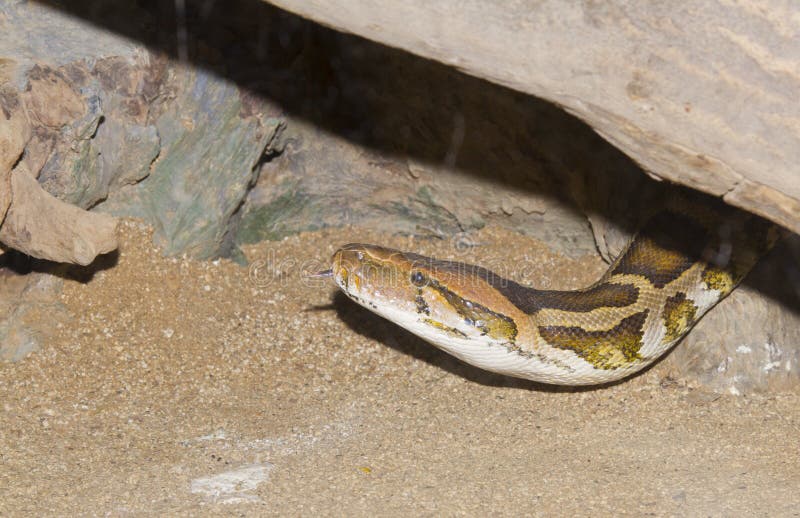 The piton stock photo. Image of constrictor, scales, trunk - 28135102