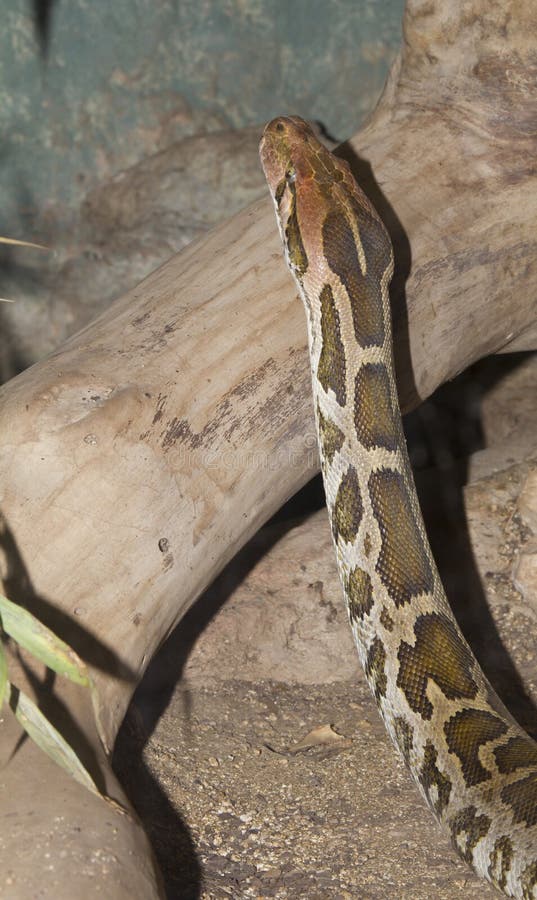 The piton stock photo. Image of bifida, scales, constrictor - 28135182