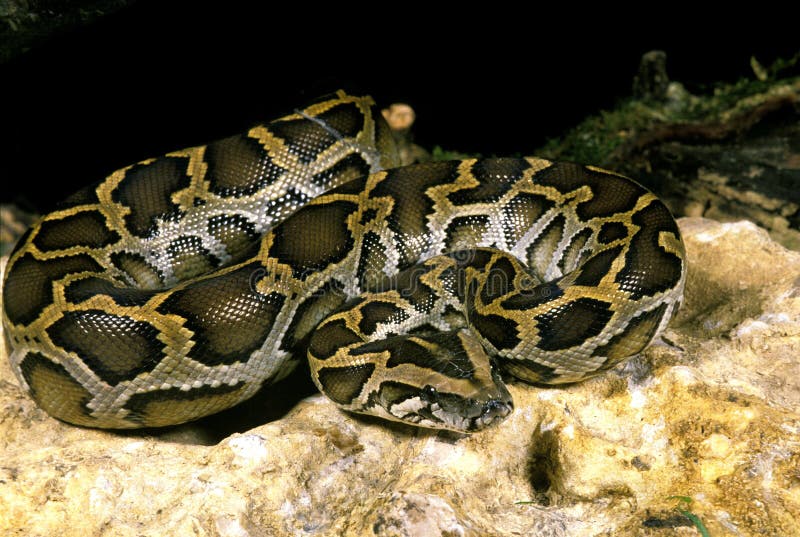 Piton-molurus imagem de stock. Imagem de réptil, foto - 196847081